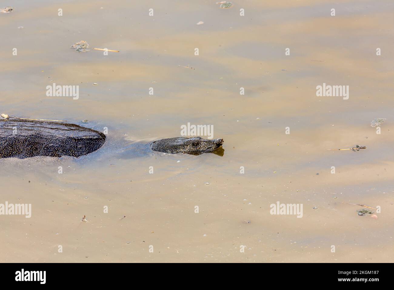 African Softshell Turtle (Trionyx triunguis, Trionychidae) - HaTzabim ...