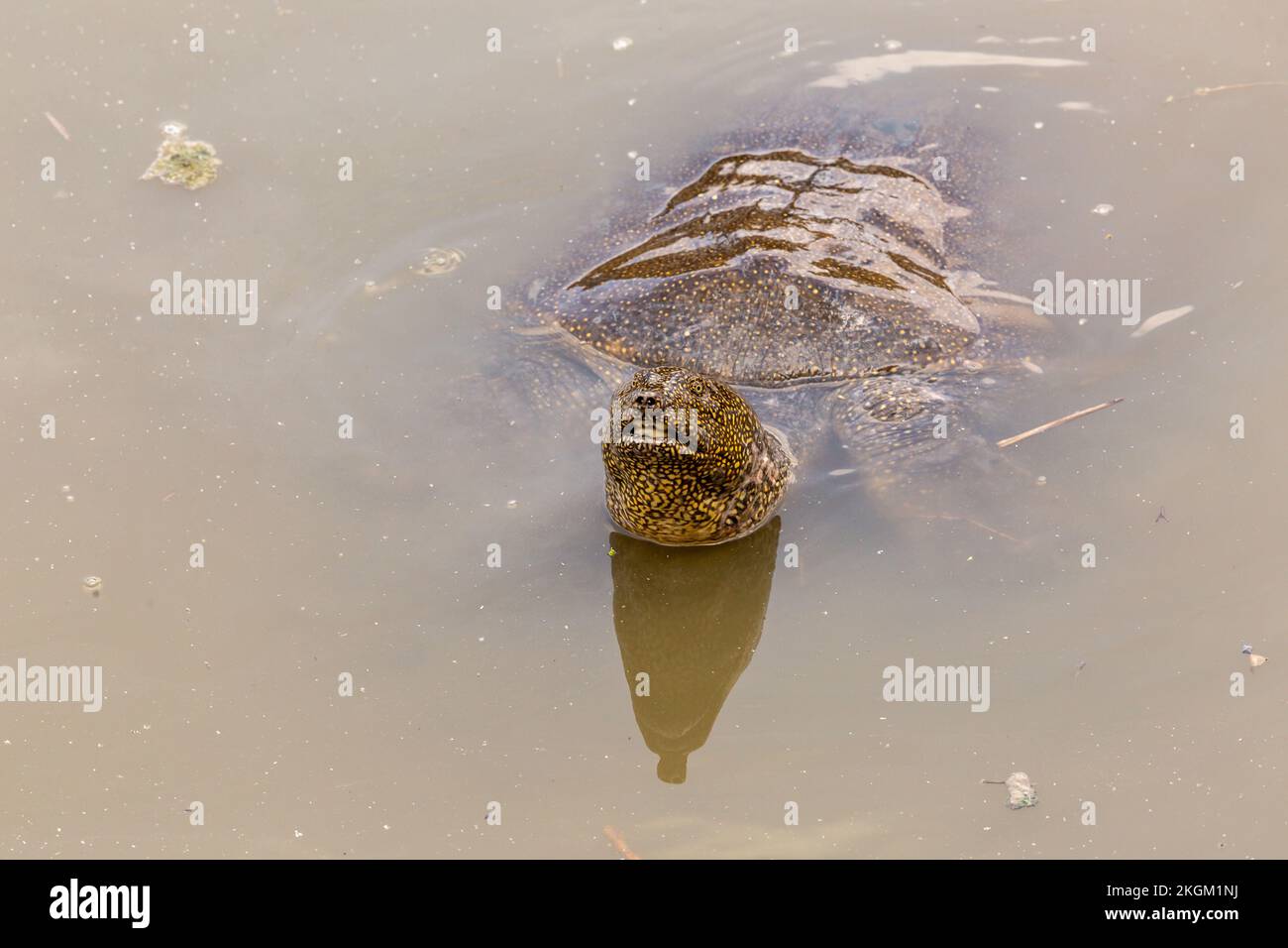 Hatzabim bridge hi-res stock photography and images - Alamy