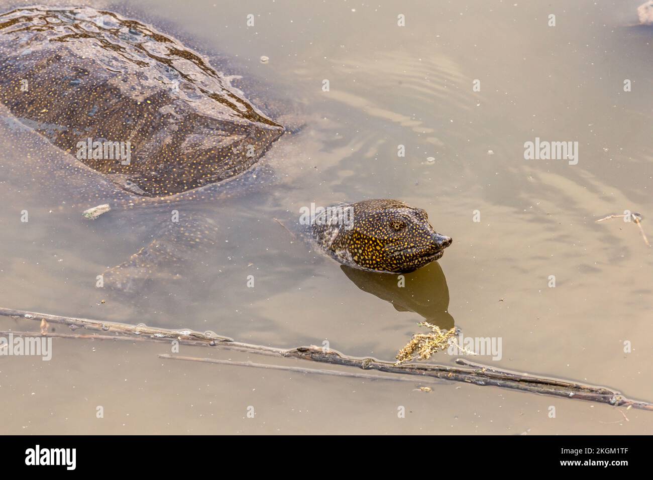 African Softshell Turtle (Trionyx triunguis, Trionychidae) - HaTzabim ...
