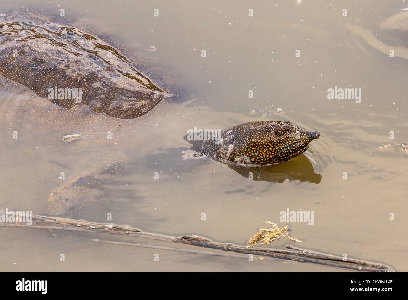 African Softshell Turtle (Trionyx triunguis, Trionychidae) - HaTzabim ...