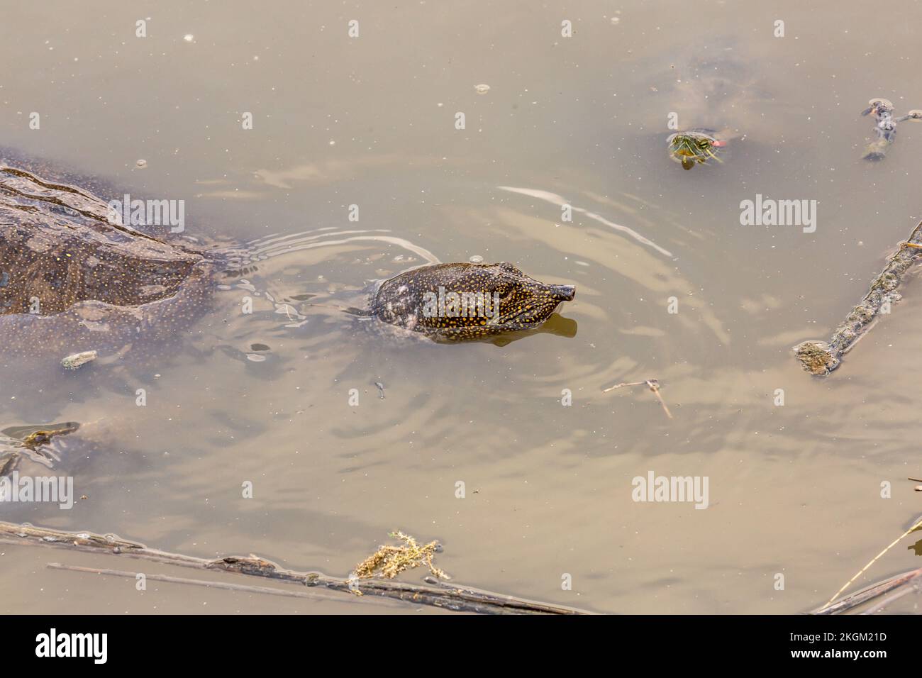 African Softshell Turtle (Trionyx triunguis, Trionychidae) - HaTzabim ...