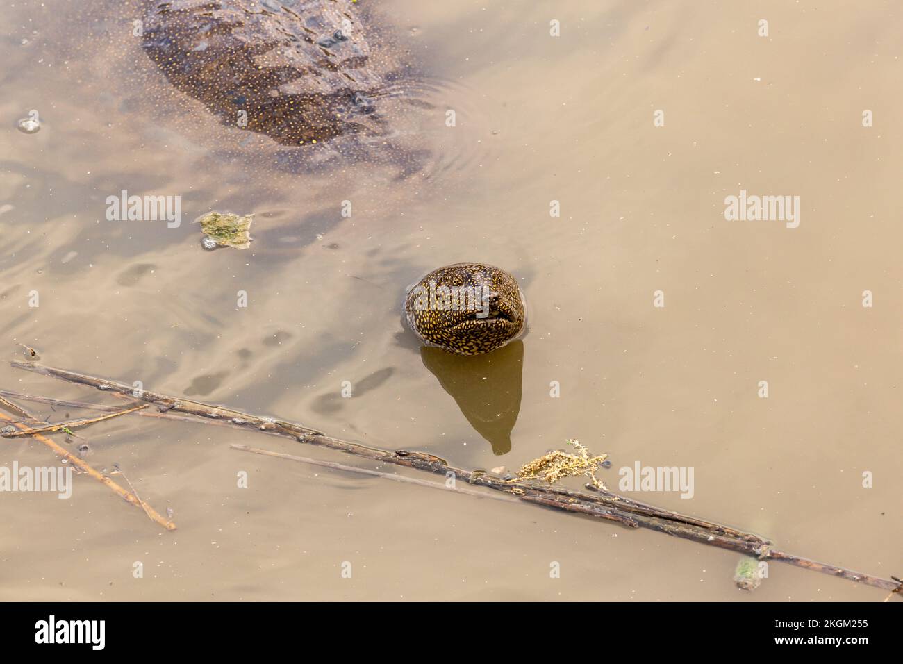 African Softshell Turtle (Trionyx triunguis, Trionychidae) - HaTzabim ...