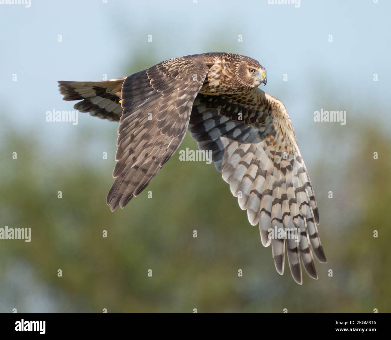 Marsh harriers hi-res stock photography and images - Alamy