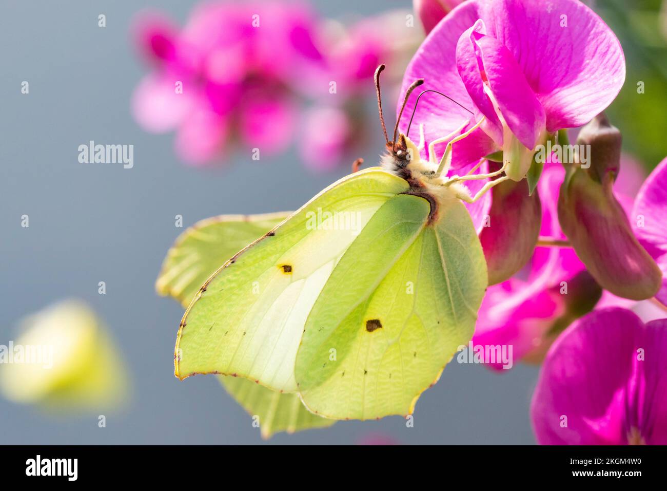 A macro shot of Common brimstone butterfly sitting on pink Sweet pea ...