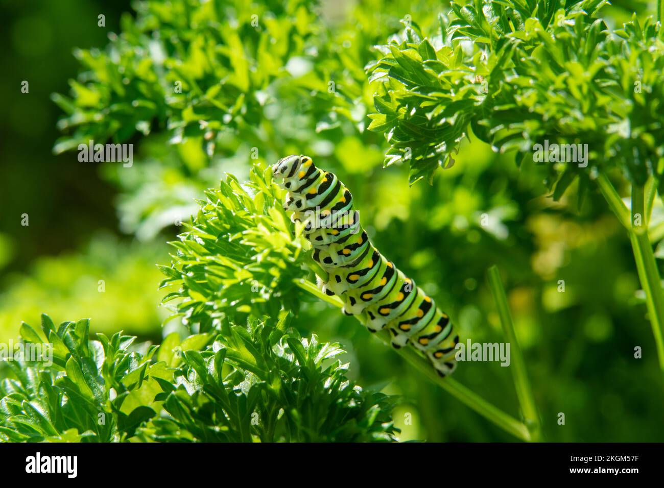 A caterpillar eats the leaves of a parley plant Stock Photo - Alamy