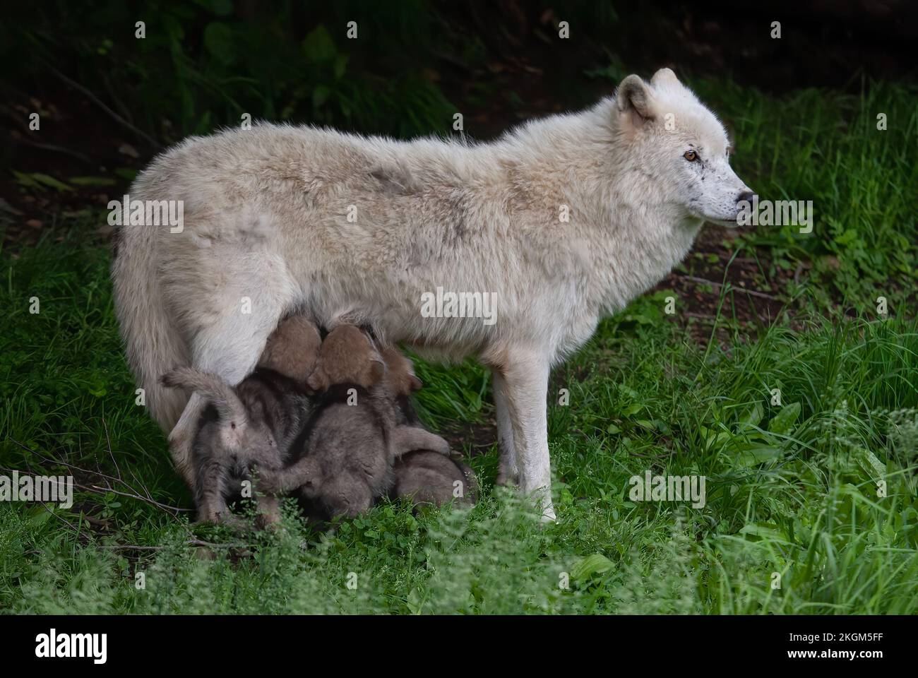 Arctic wolf closeup feeding her pups in spring in Canada Stock Photo ...