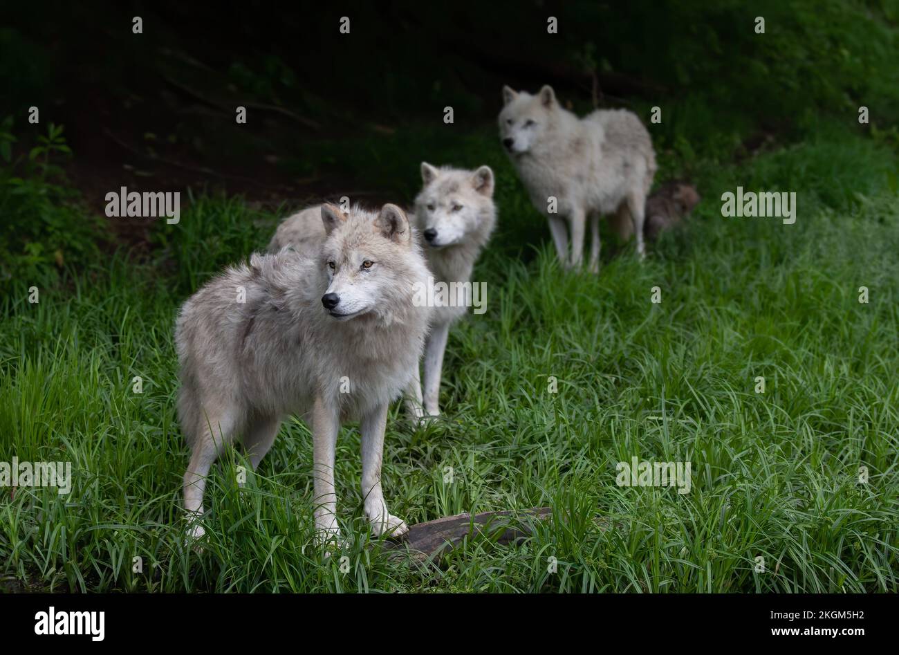 Three Arctic wolves and pup standing in the grass in spring in Canada ...
