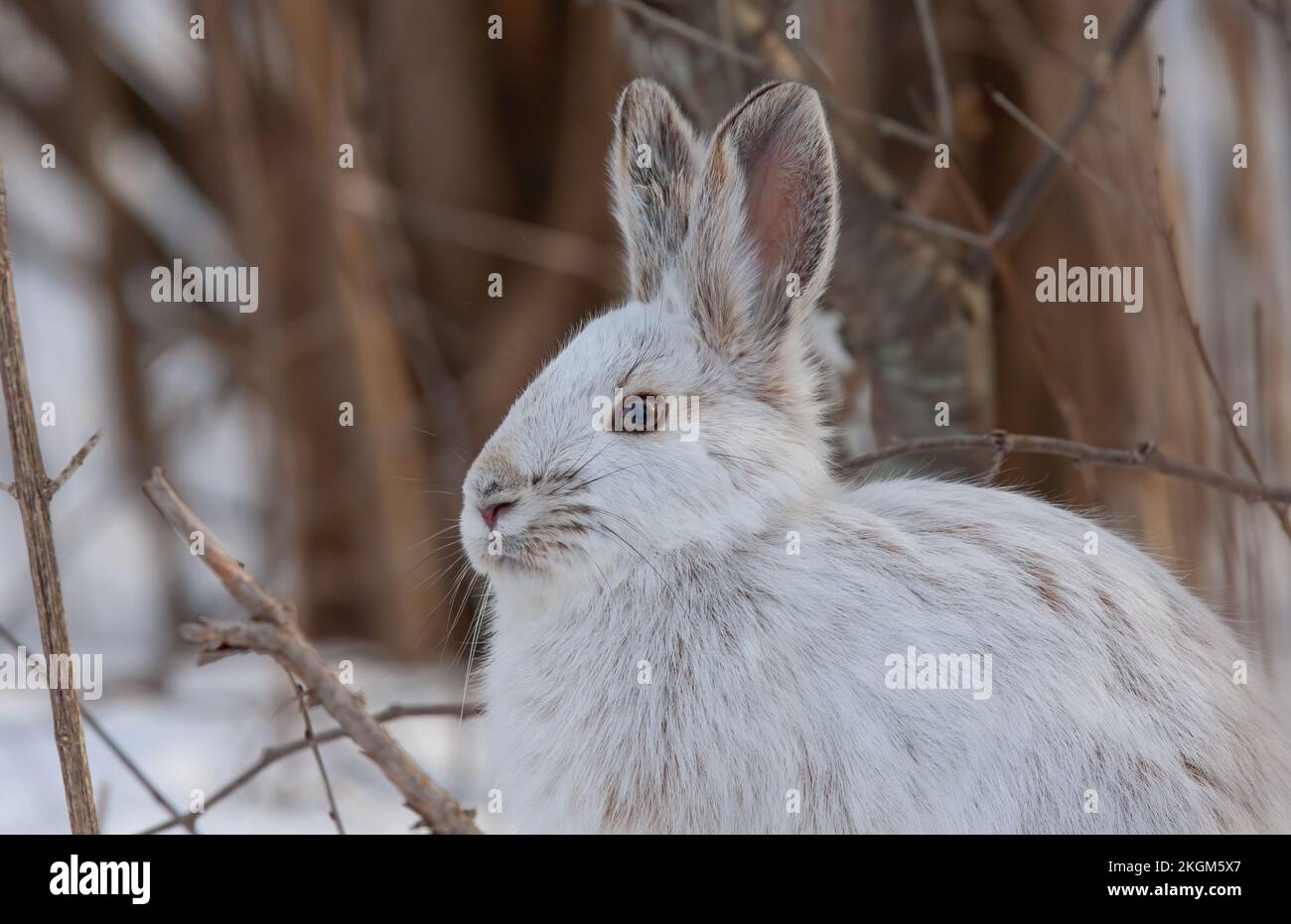 Sitting rabbit feet hi-res stock photography and images - Alamy