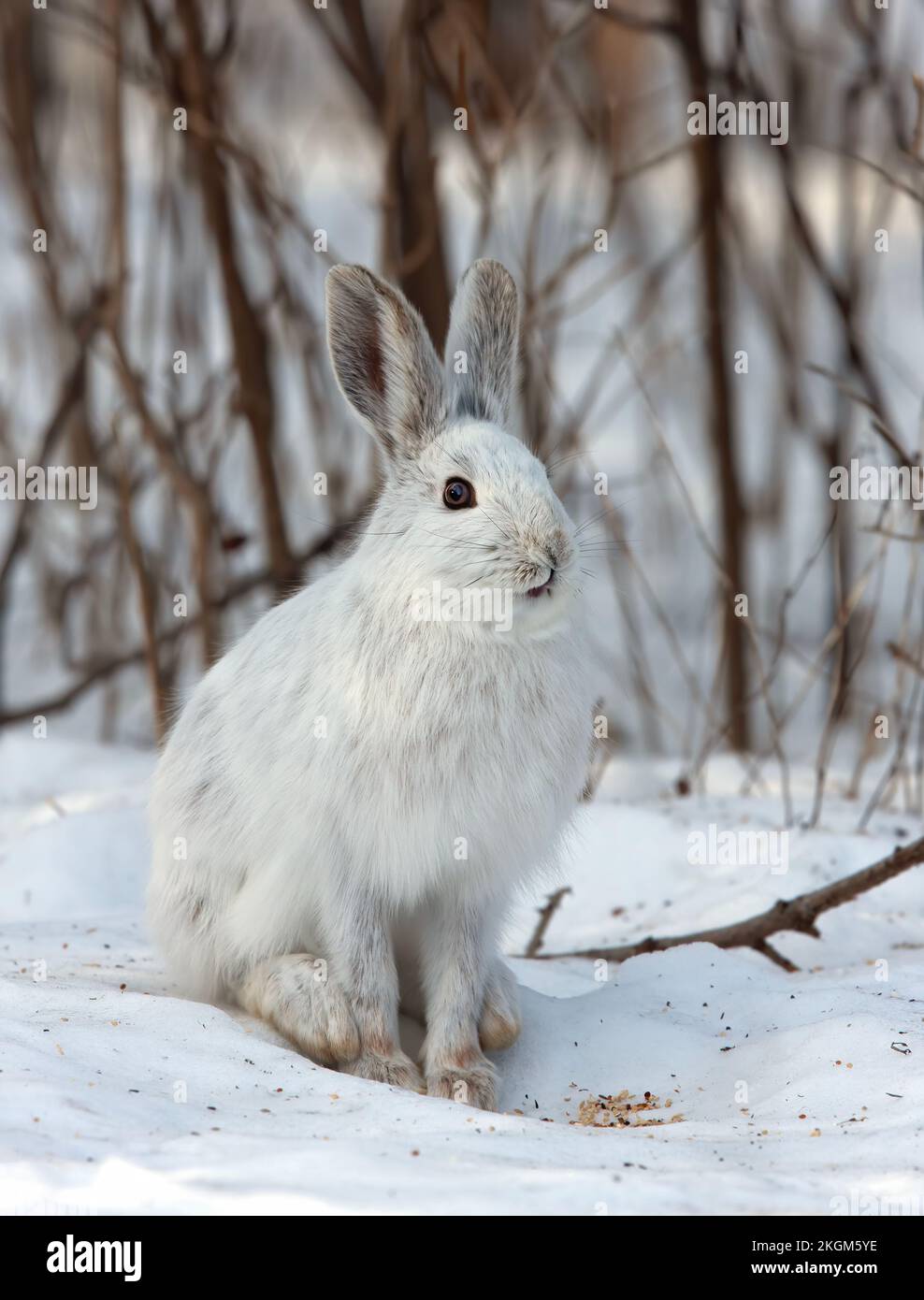 Sitting rabbit feet hi-res stock photography and images - Alamy