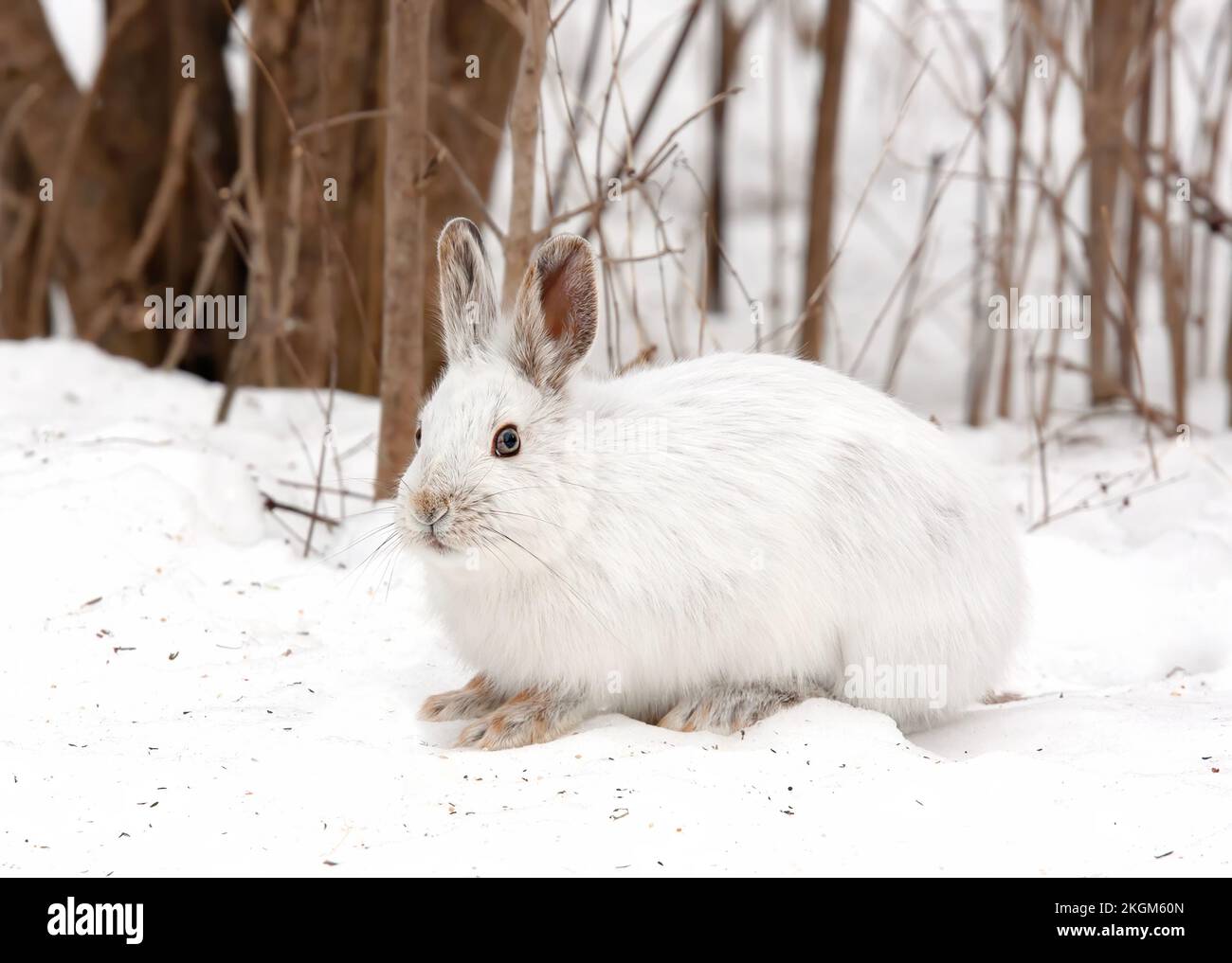 Sitting rabbit feet hi-res stock photography and images - Alamy