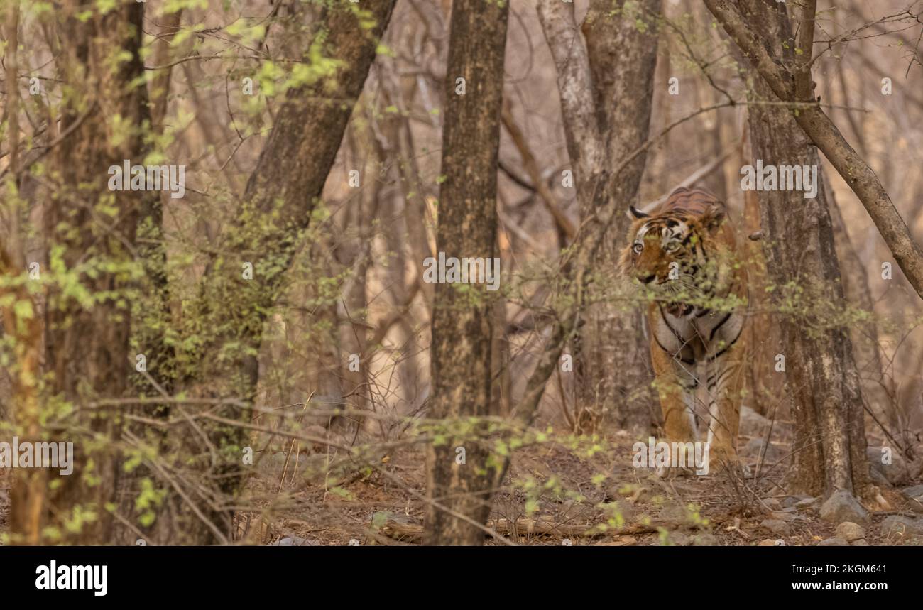 The Bengal tiger (Panthera tigris Tigris) standing among trees in the ...