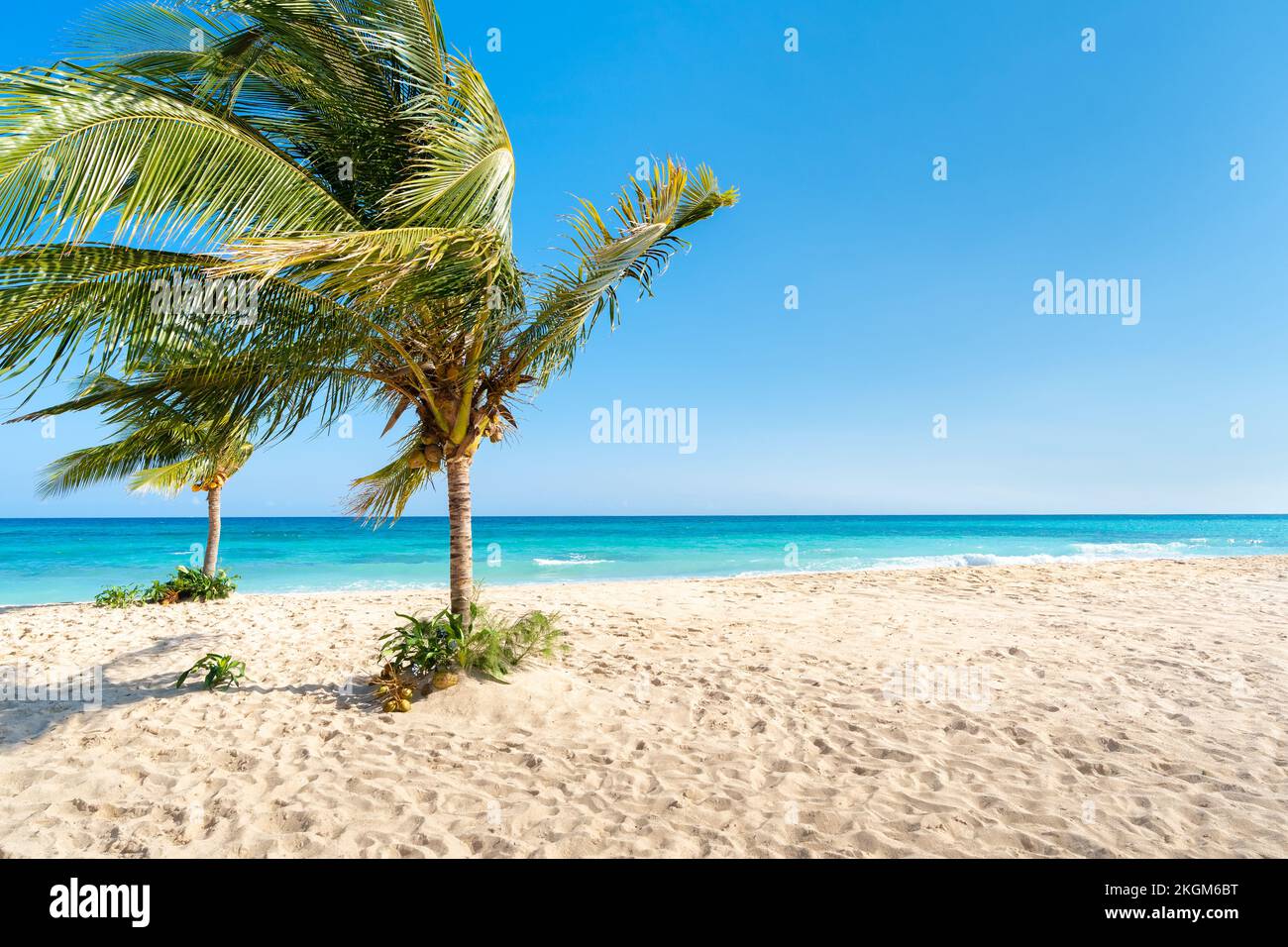 Coconut tree sea breeze hi-res stock photography and images - Alamy