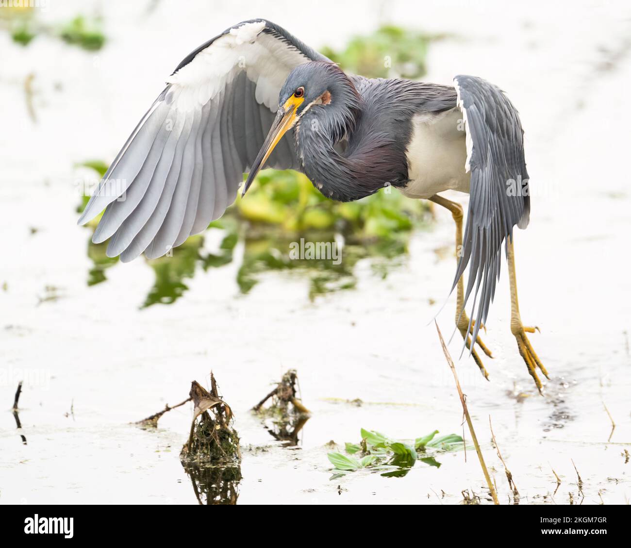 A tri-colored heron searching for food Stock Photo - Alamy