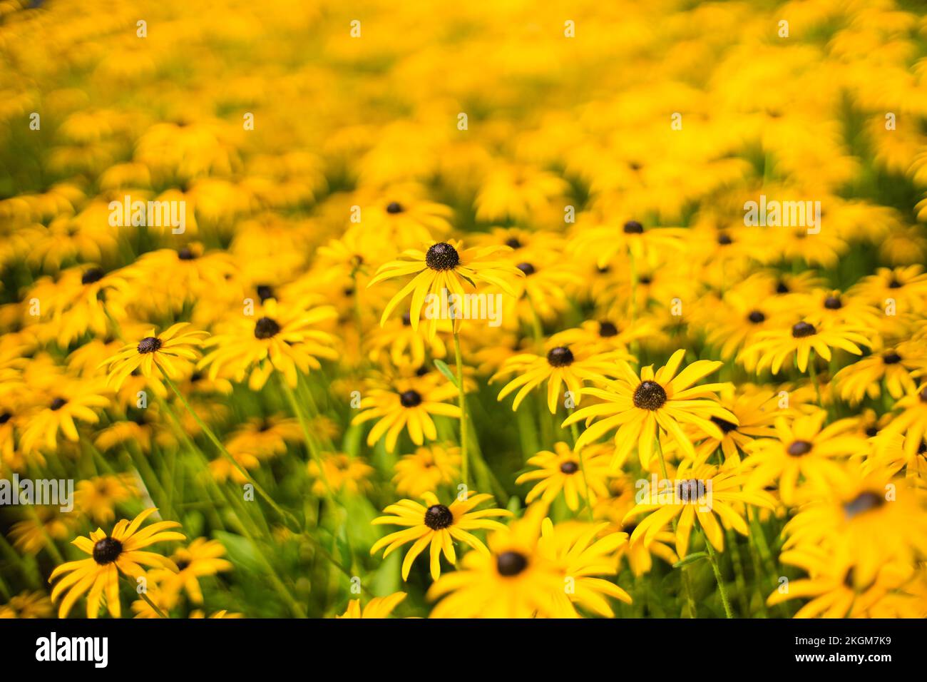 Sunflower daisy landscape yellow field hi-res stock photography and ...