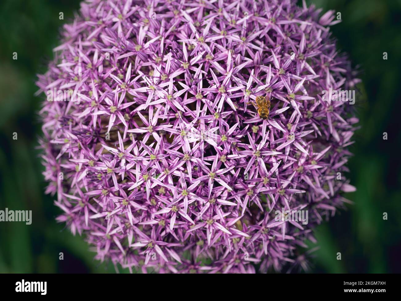 Bee pollinates allium flowers Stock Photo - Alamy