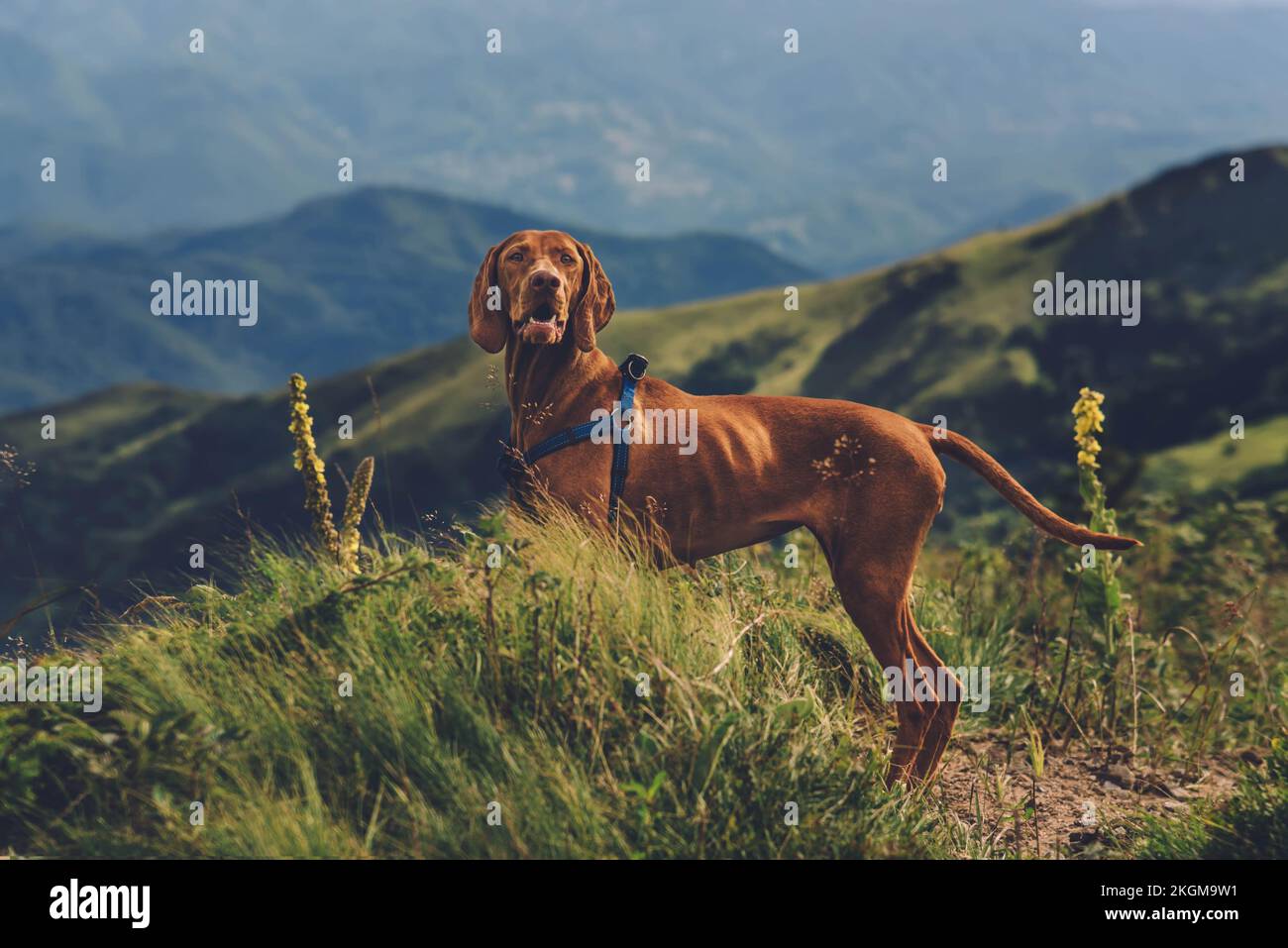 Beautiful vizsla dog standing hi-res stock photography and images - Alamy