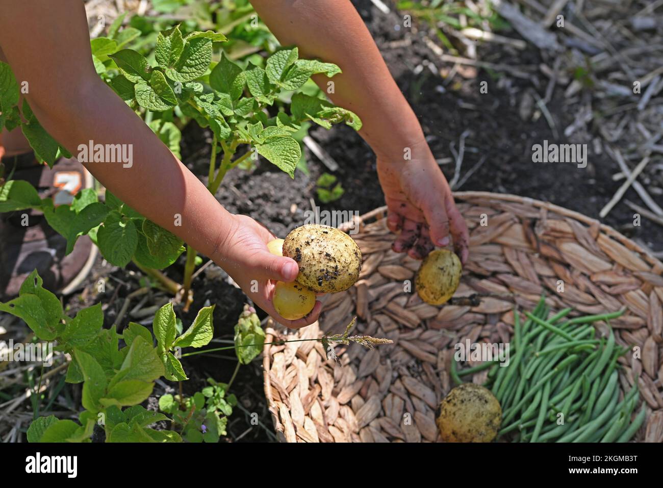 A child is harvesting in the vegetable garden Stock Photo - Alamy