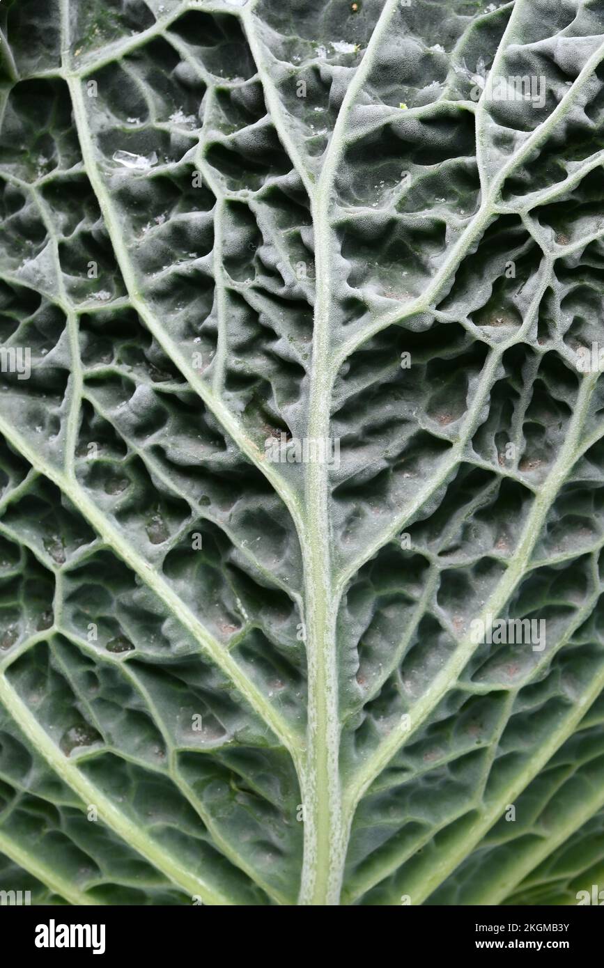 Close up of texture in a cabbage leaf Stock Photo - Alamy