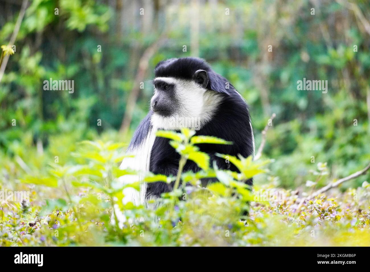 Portrait of a mantled monkey in a green environment. Guereza Stock ...