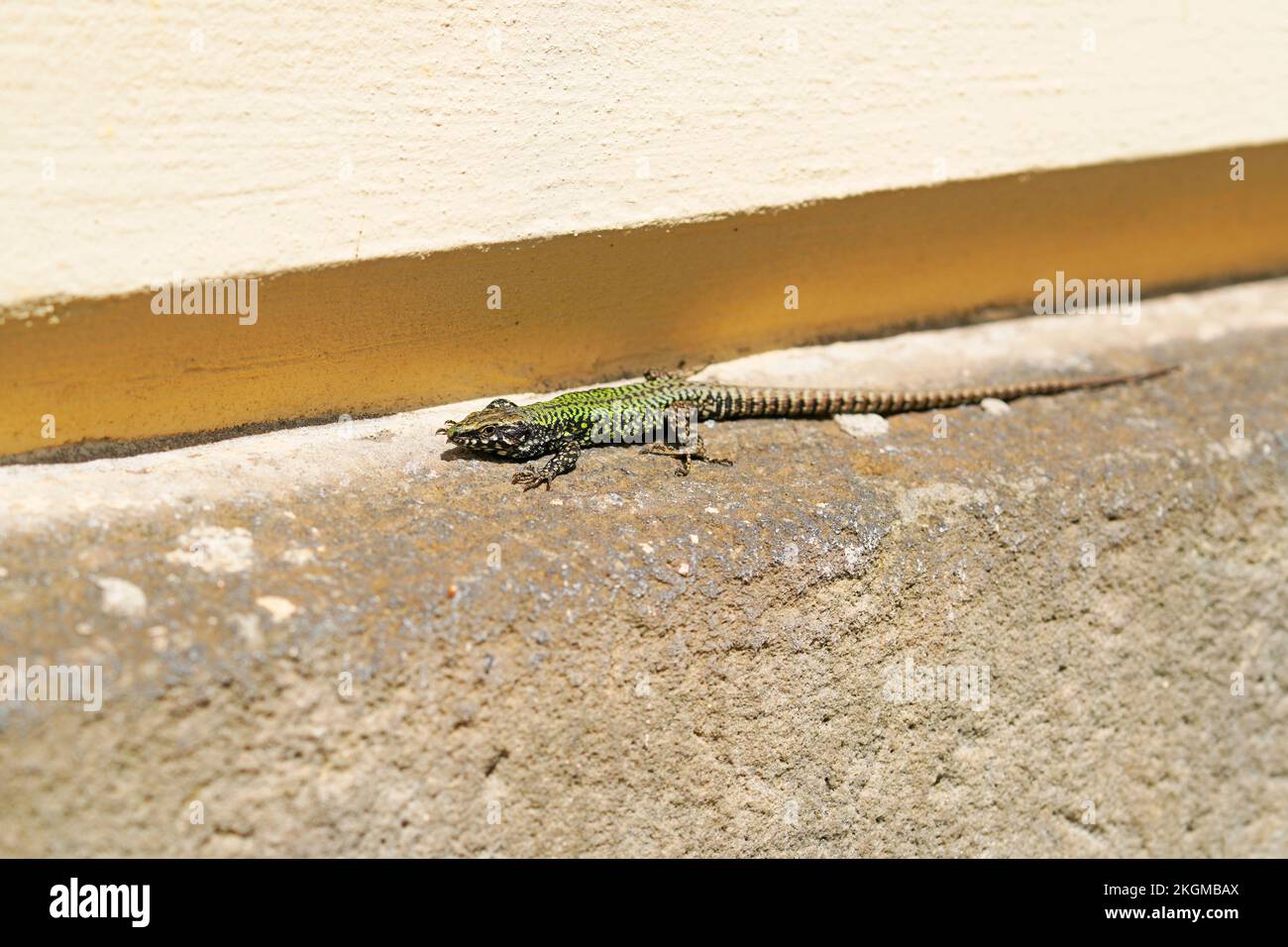 Wall lizard on an old wall. Podarcis muralis Stock Photo - Alamy