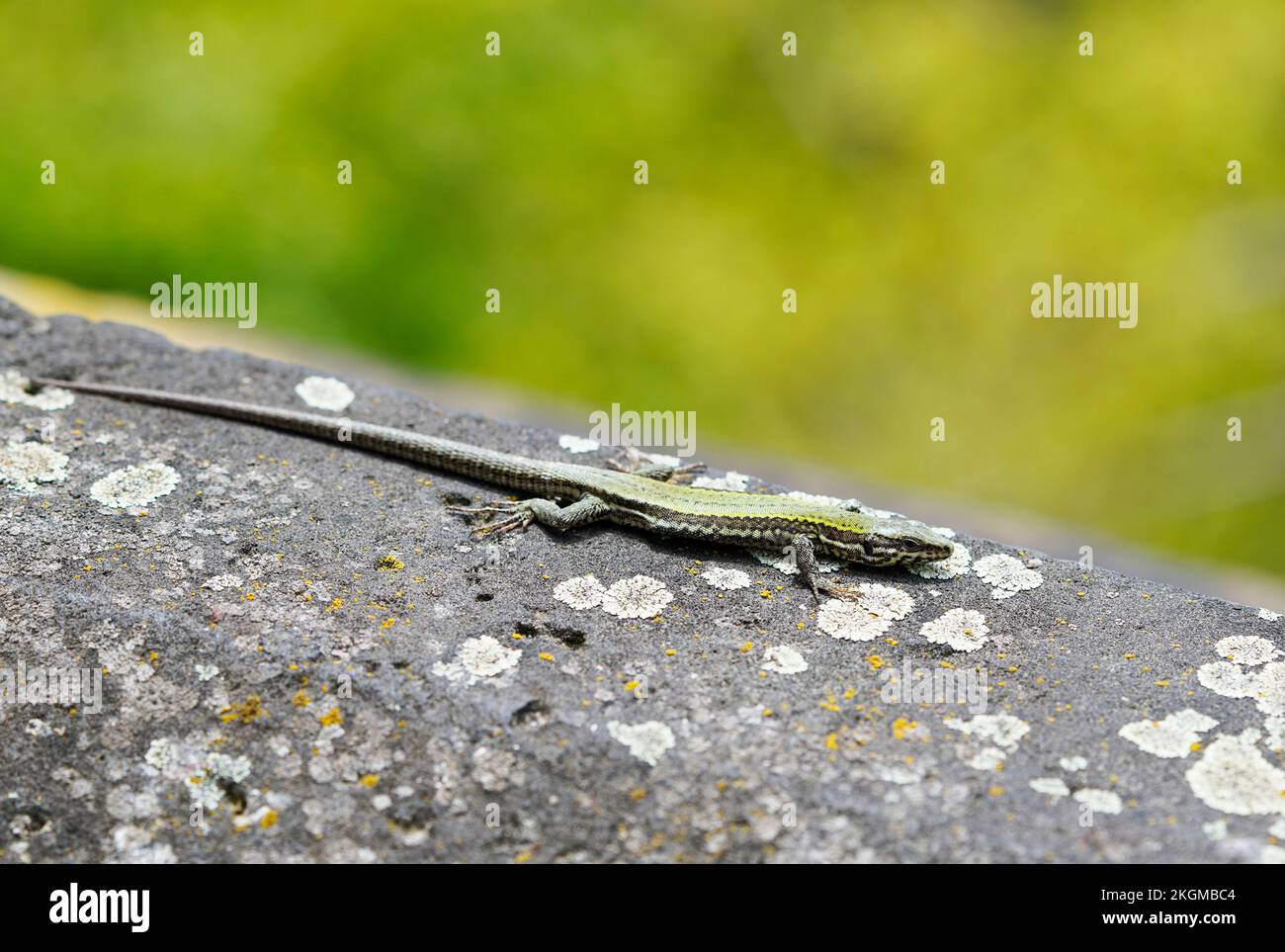 Wall lizard on an old wall. Podarcis muralis Stock Photo - Alamy
