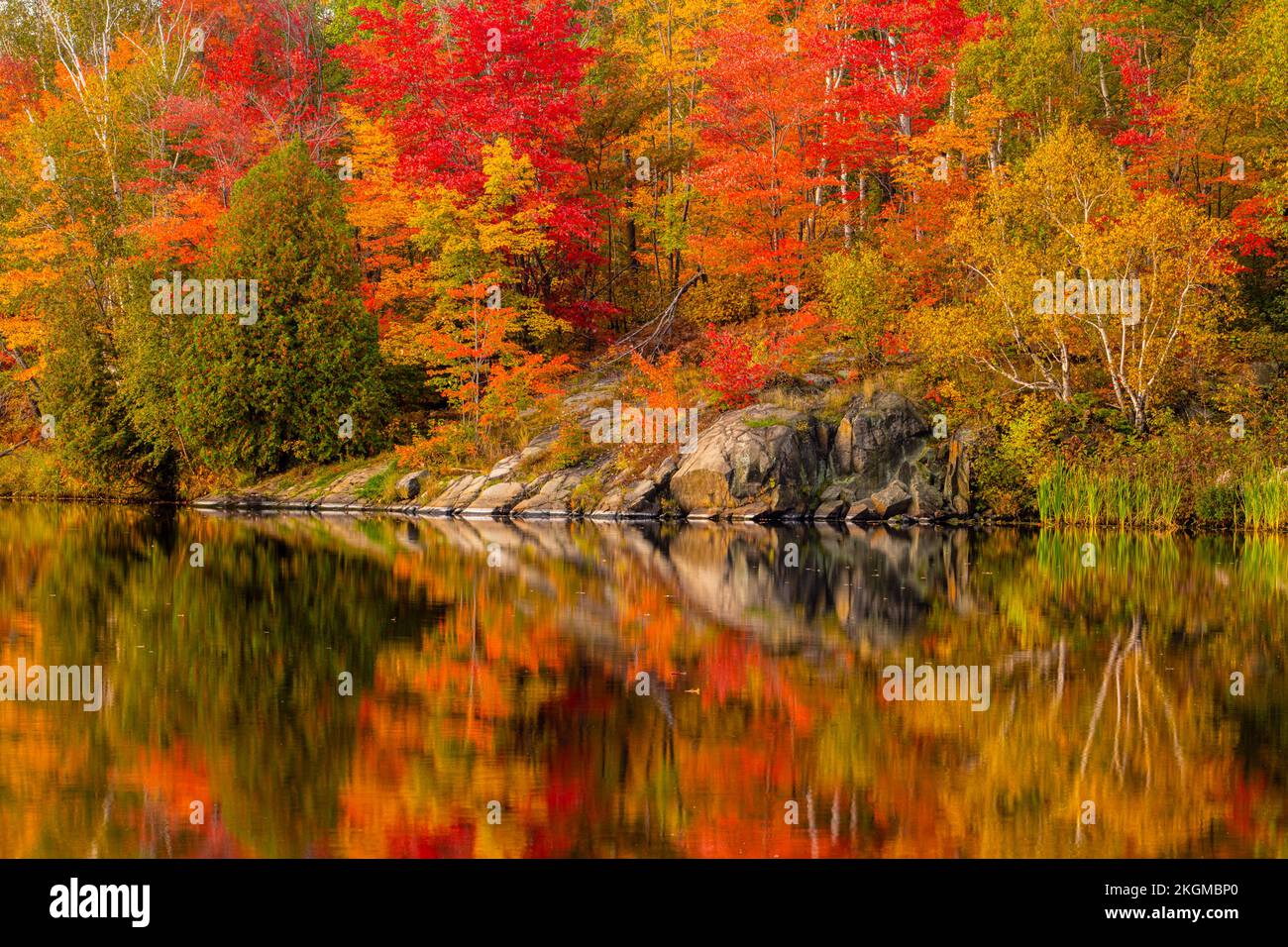 Autumn foliage along the shore of Simon Lake, Greater Sudbury, Ontario ...