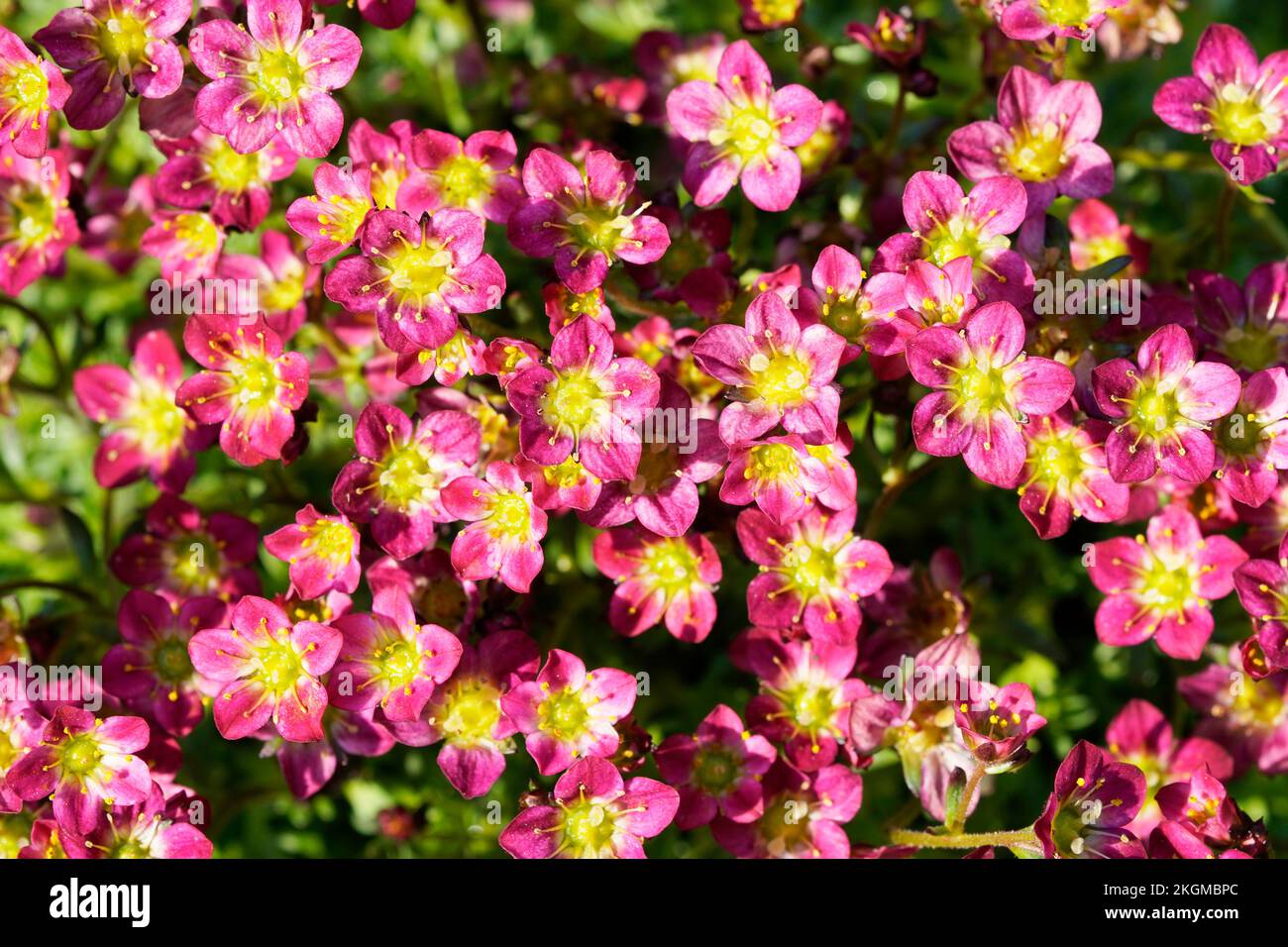 Moss-saxifrage close-up. Perennial in the garden. Flowering plant Stock ...
