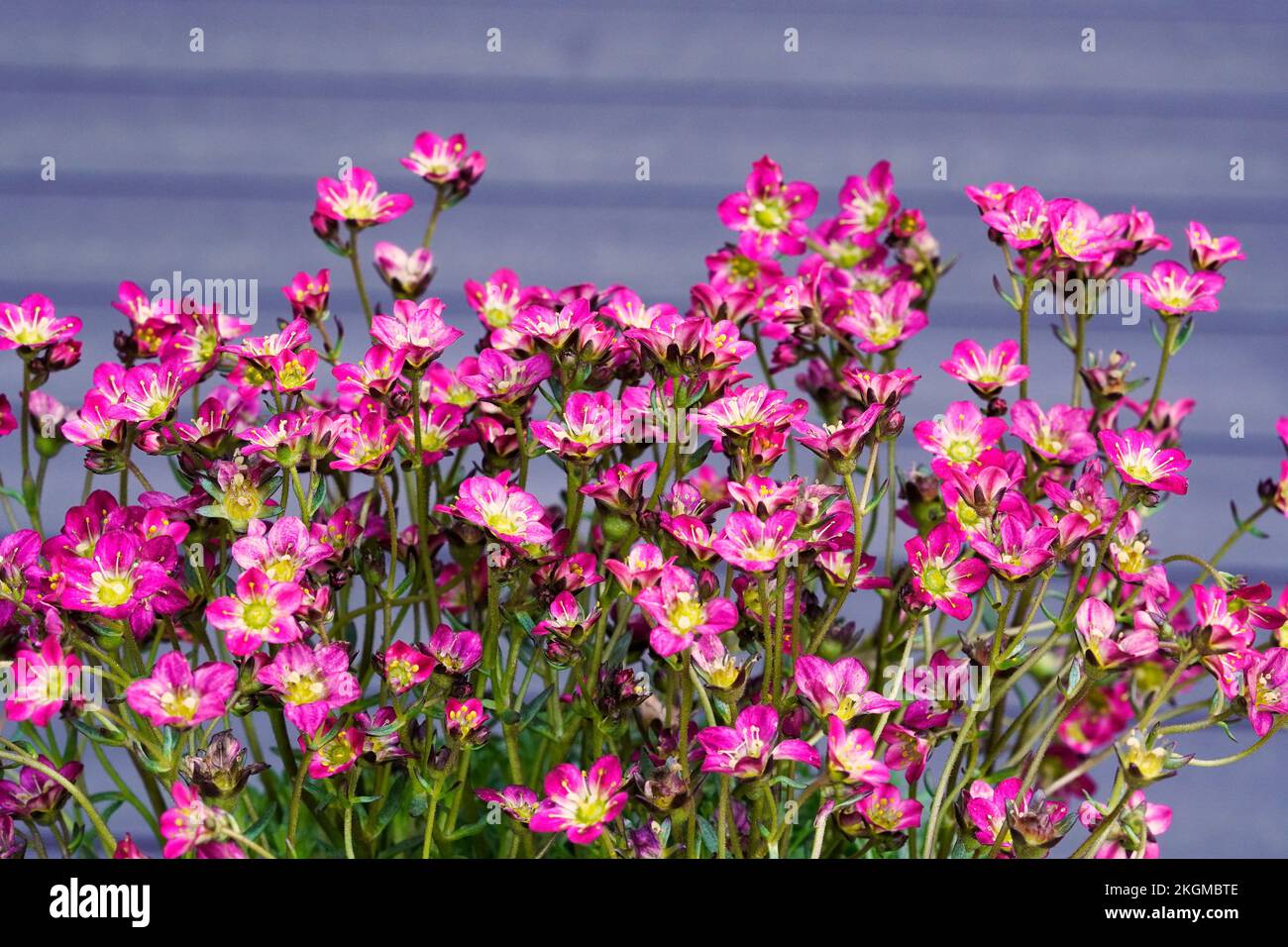 Moss-saxifrage close-up. Perennial in the garden. Flowering plant Stock ...