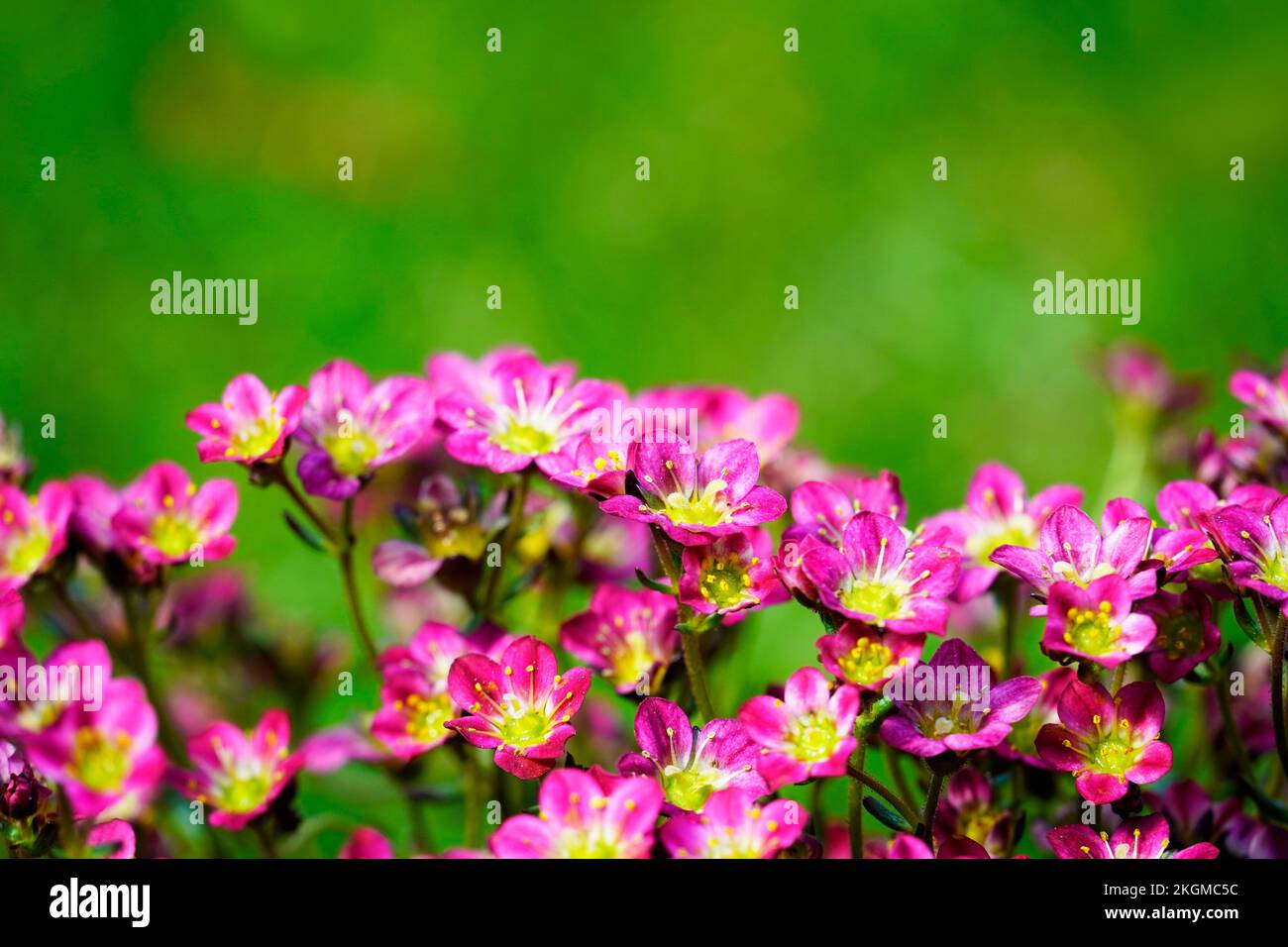 Moss-saxifrage close-up. Perennial in the garden. Flowering plant Stock ...