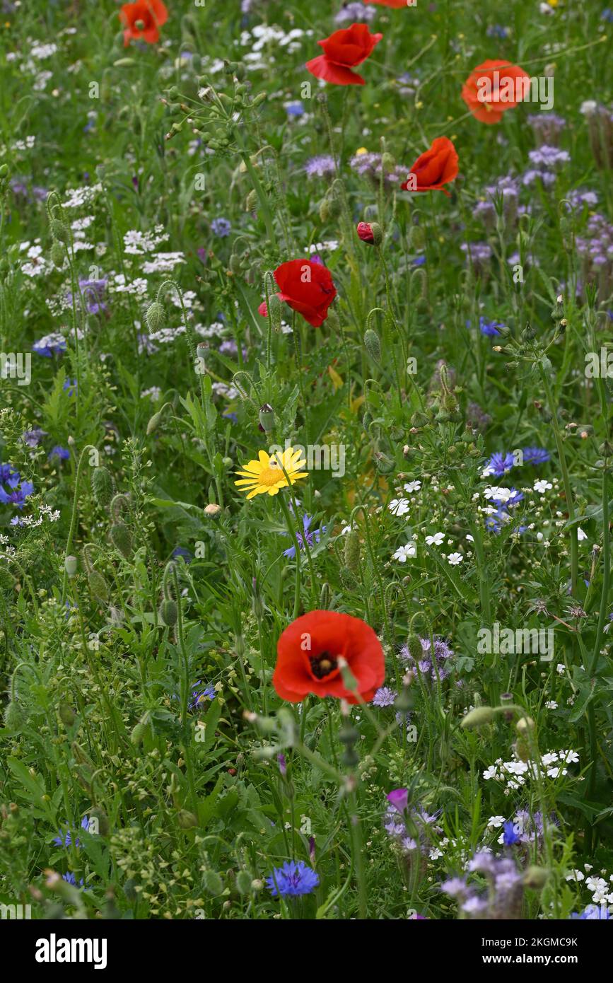 Roadside flowers poppies and other anual flowers Stock Photo - Alamy