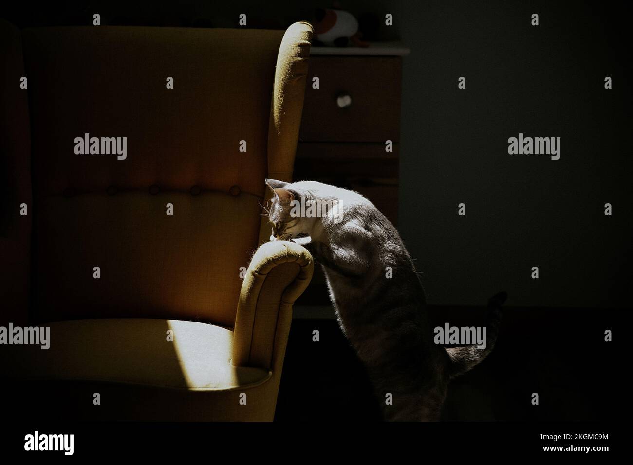 A cat illuminated by a ray of light on a yellow sofa Stock Photo - Alamy