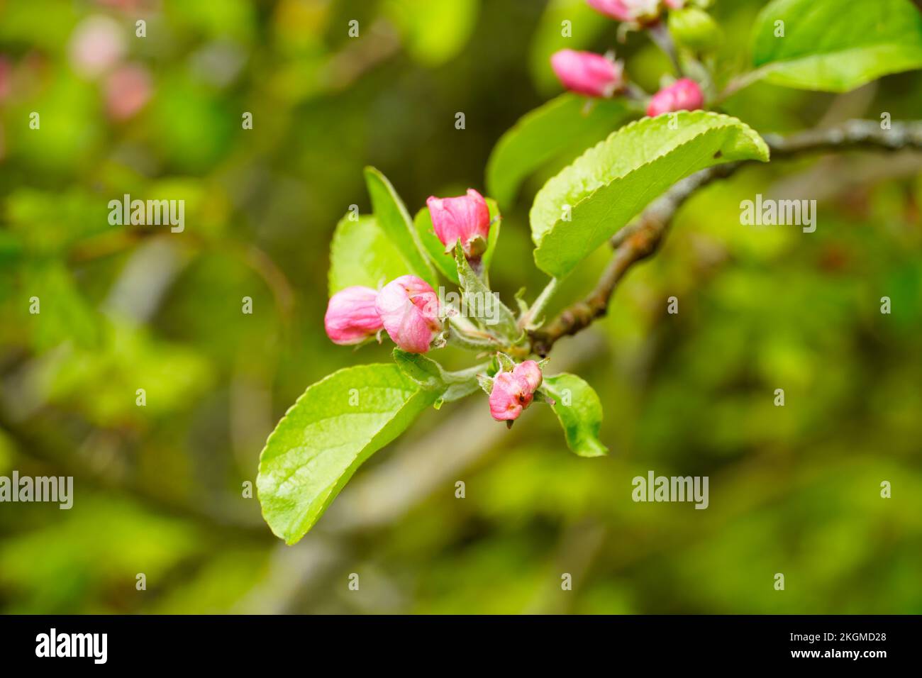 Paradise apple tree hi-res stock photography and images - Alamy