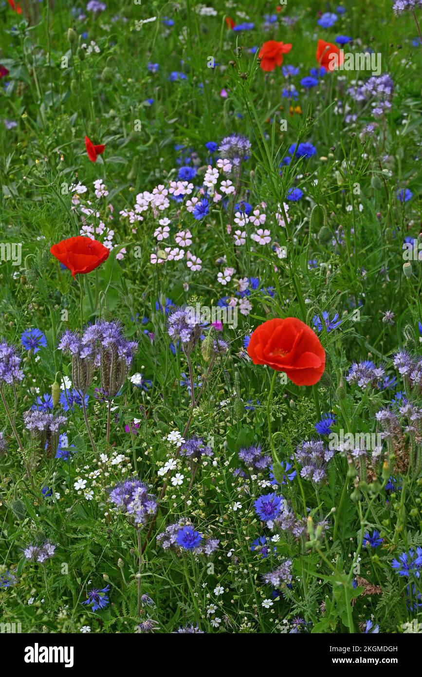 Roadside flowers poppies and other anual flowers Stock Photo - Alamy