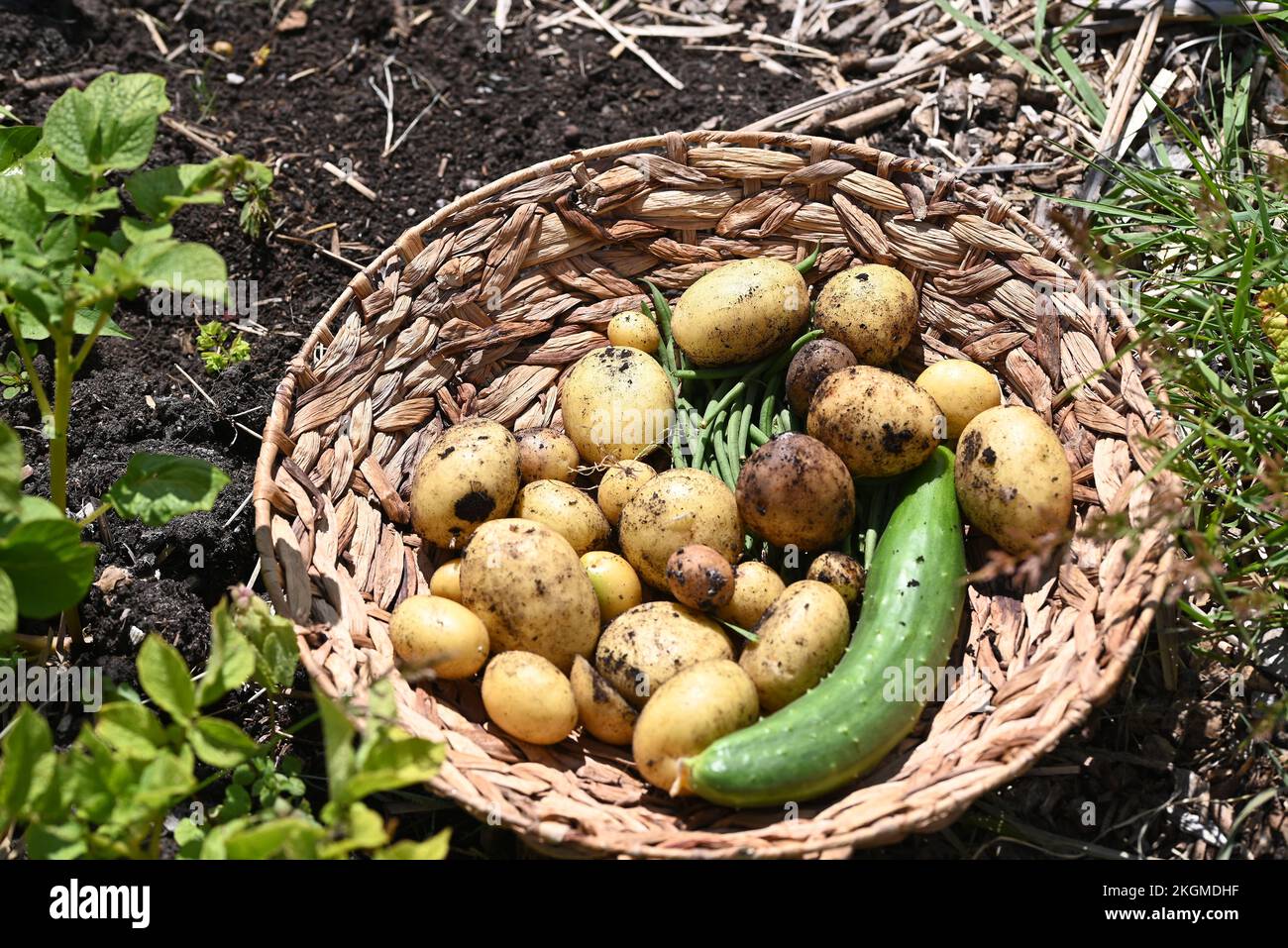 The reed basket hi-res stock photography and images - Alamy