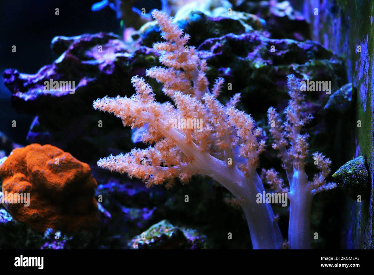 Nephthea pink soft coral - Nephtheidae sp Stock Photo - Alamy