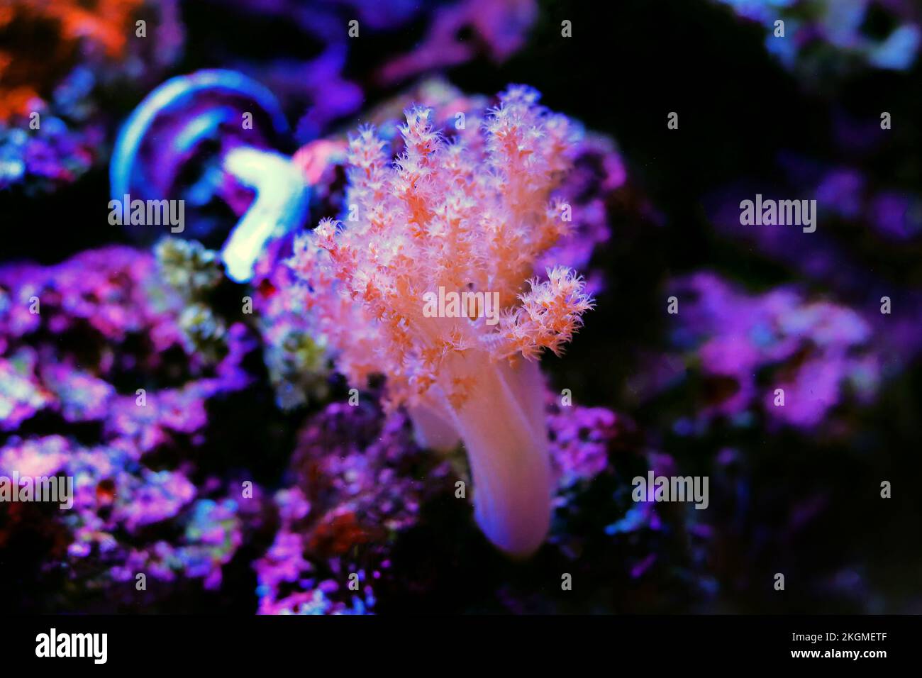 Nephthea coral hi-res stock photography and images - Alamy