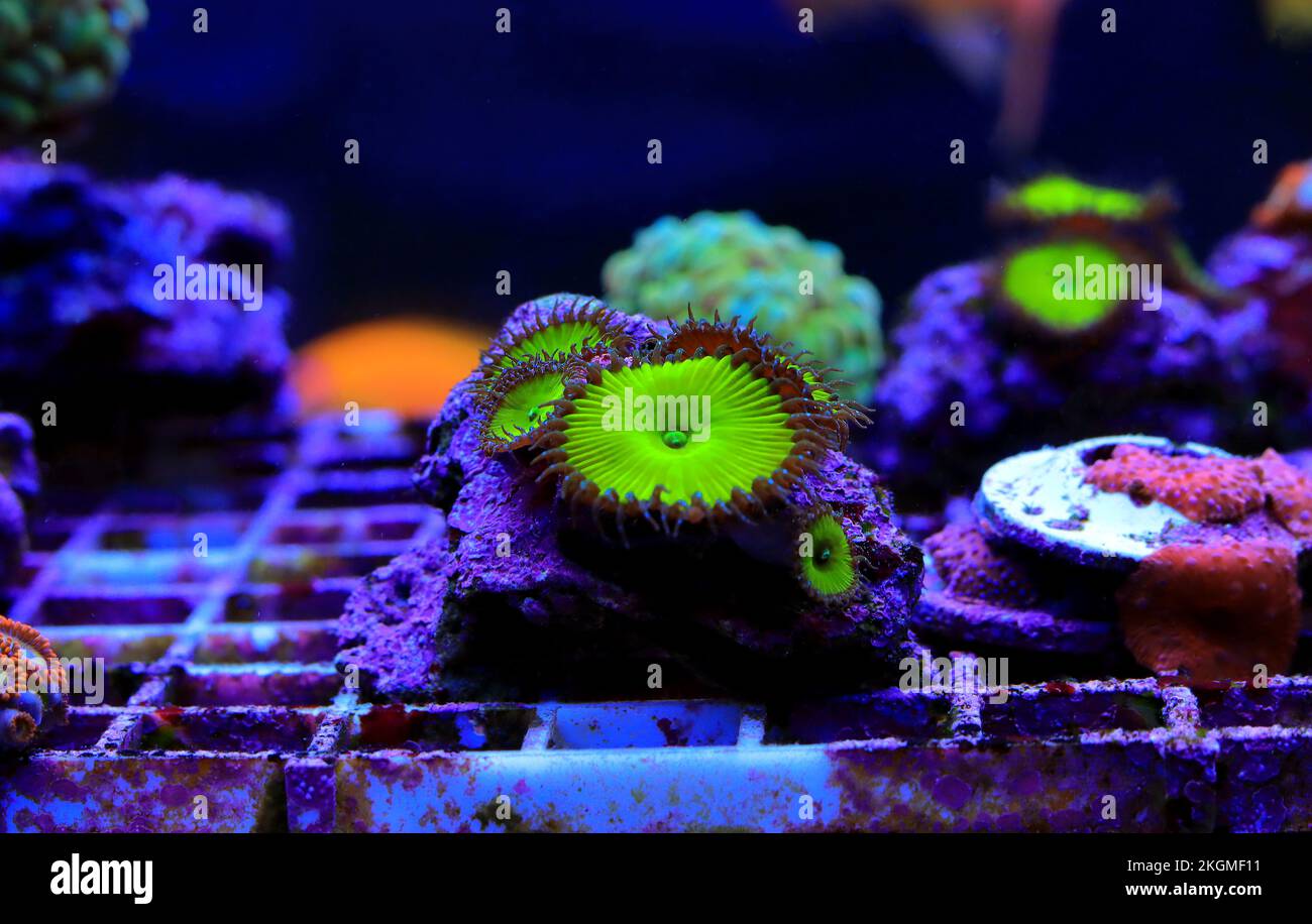 Colorful zoanthids polyps, close up photography Stock Photo - Alamy