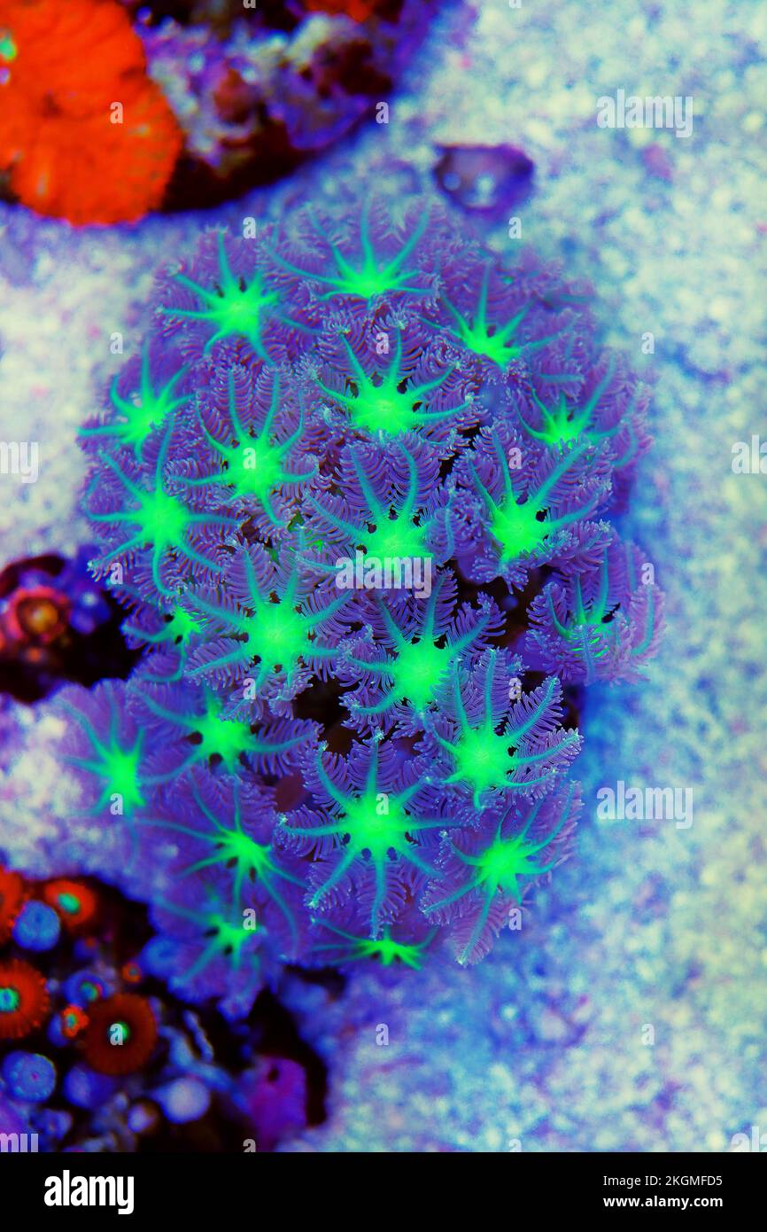 Clavularia clove polyps - Clavulariidae spp Stock Photo - Alamy