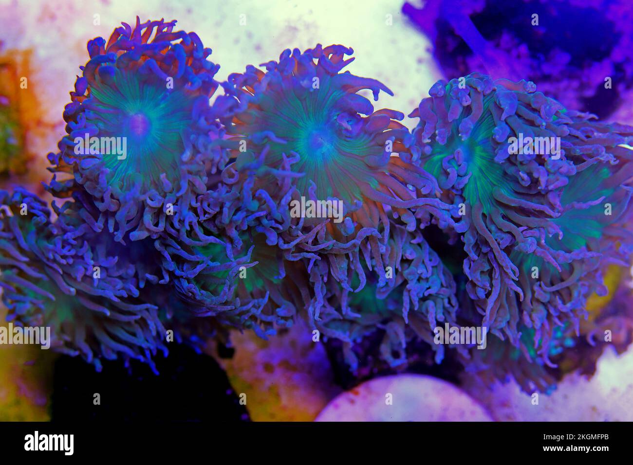 Colony of Duncan LPS coral - Duncanopsammia axifuga Stock Photo - Alamy