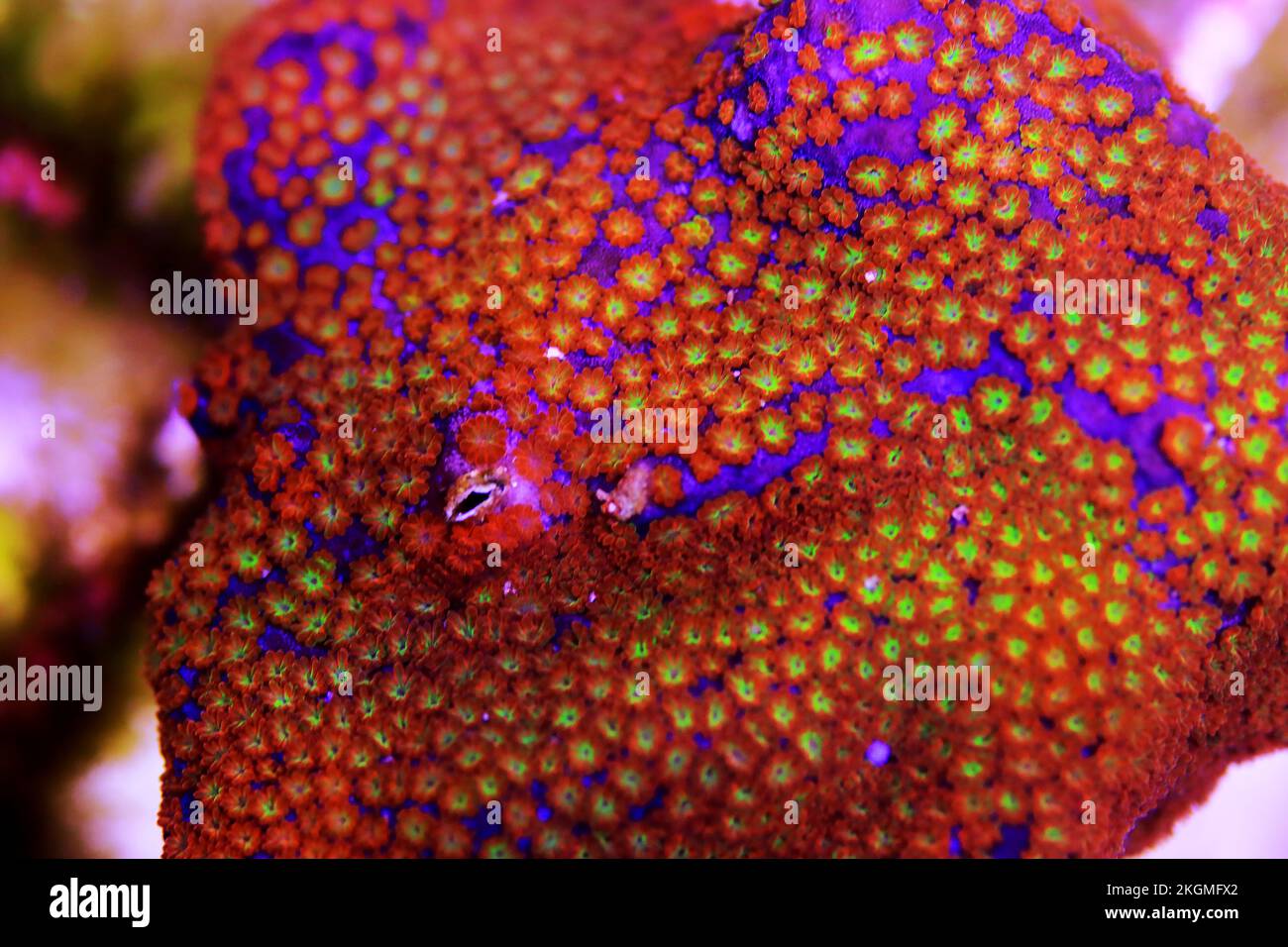 Montipora coral polyps photography Stock Photo - Alamy