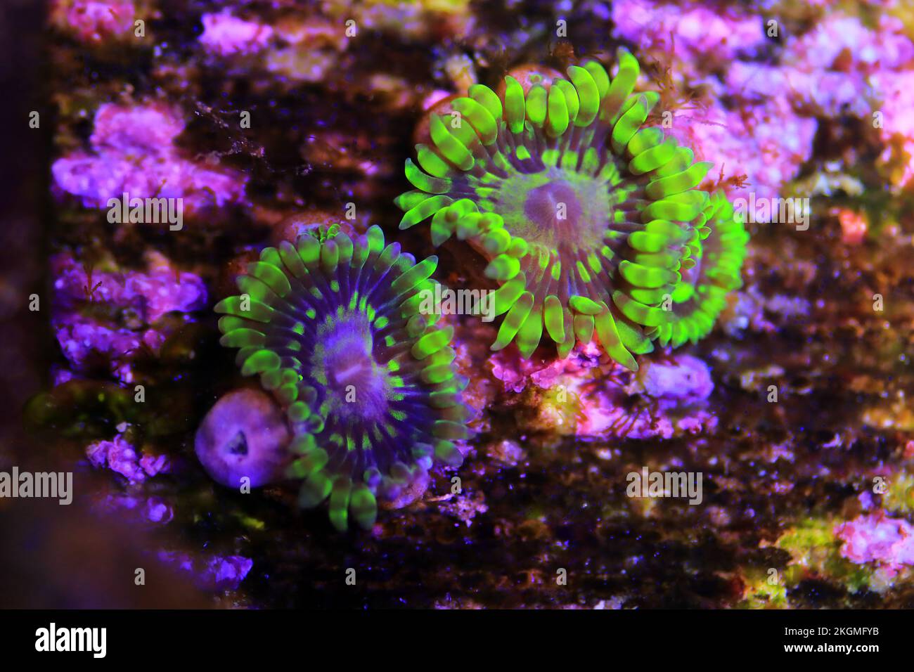 Amazing colorful Yoda zoanthids polyps colony Stock Photo - Alamy