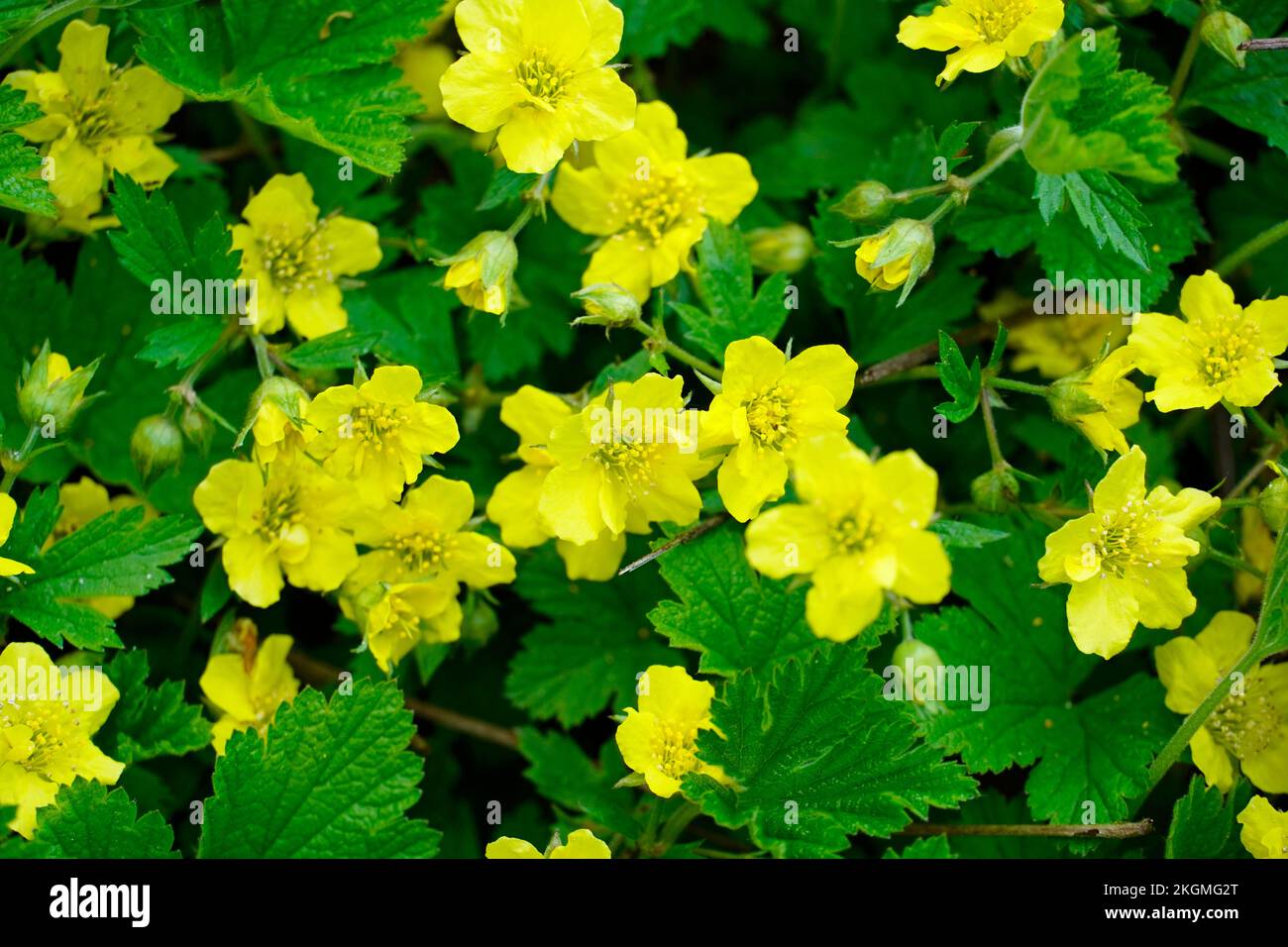 Close up of Waldsteinia ternata - golden strawberry. Hardy, early ...