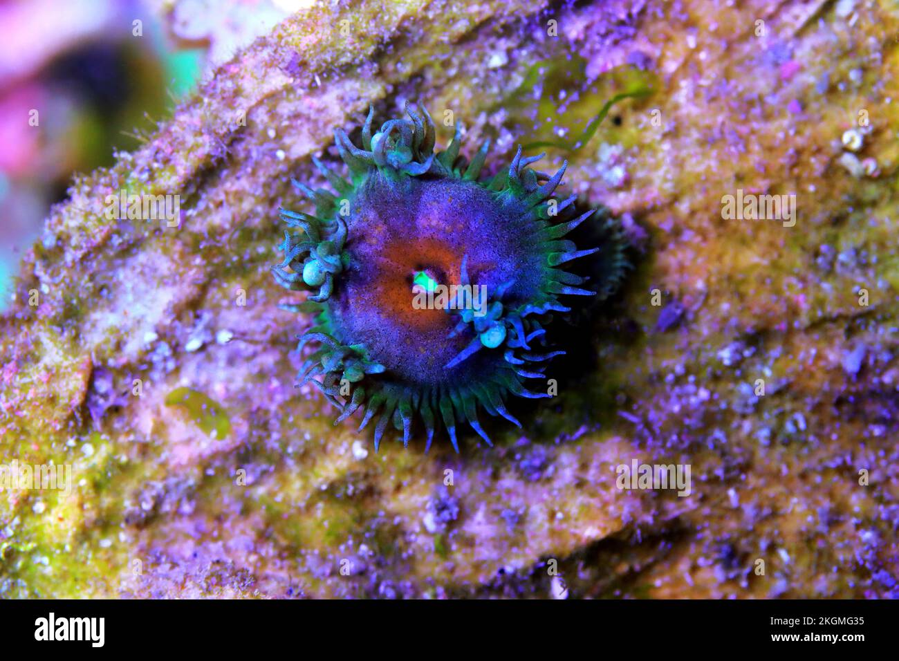 Colorful zoanthids polyps, close up photography Stock Photo - Alamy
