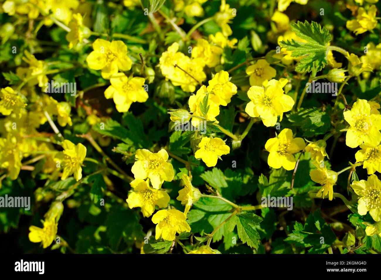 Close up of Waldsteinia ternata - golden strawberry. Hardy, early ...