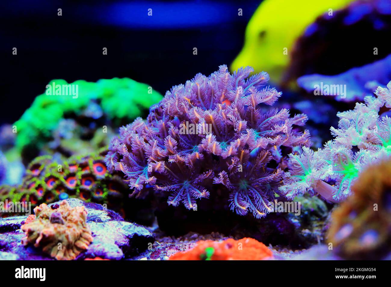 Clavularia clove polyps - Clavulariidae spp Stock Photo - Alamy