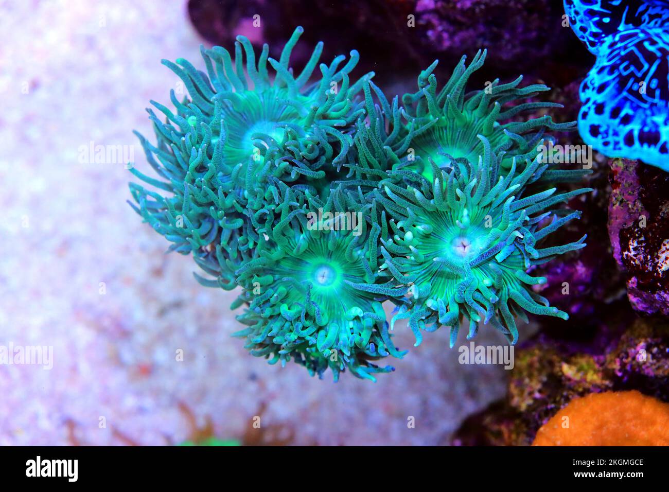 Colony of Duncan LPS coral - Duncanopsammia axifuga Stock Photo - Alamy