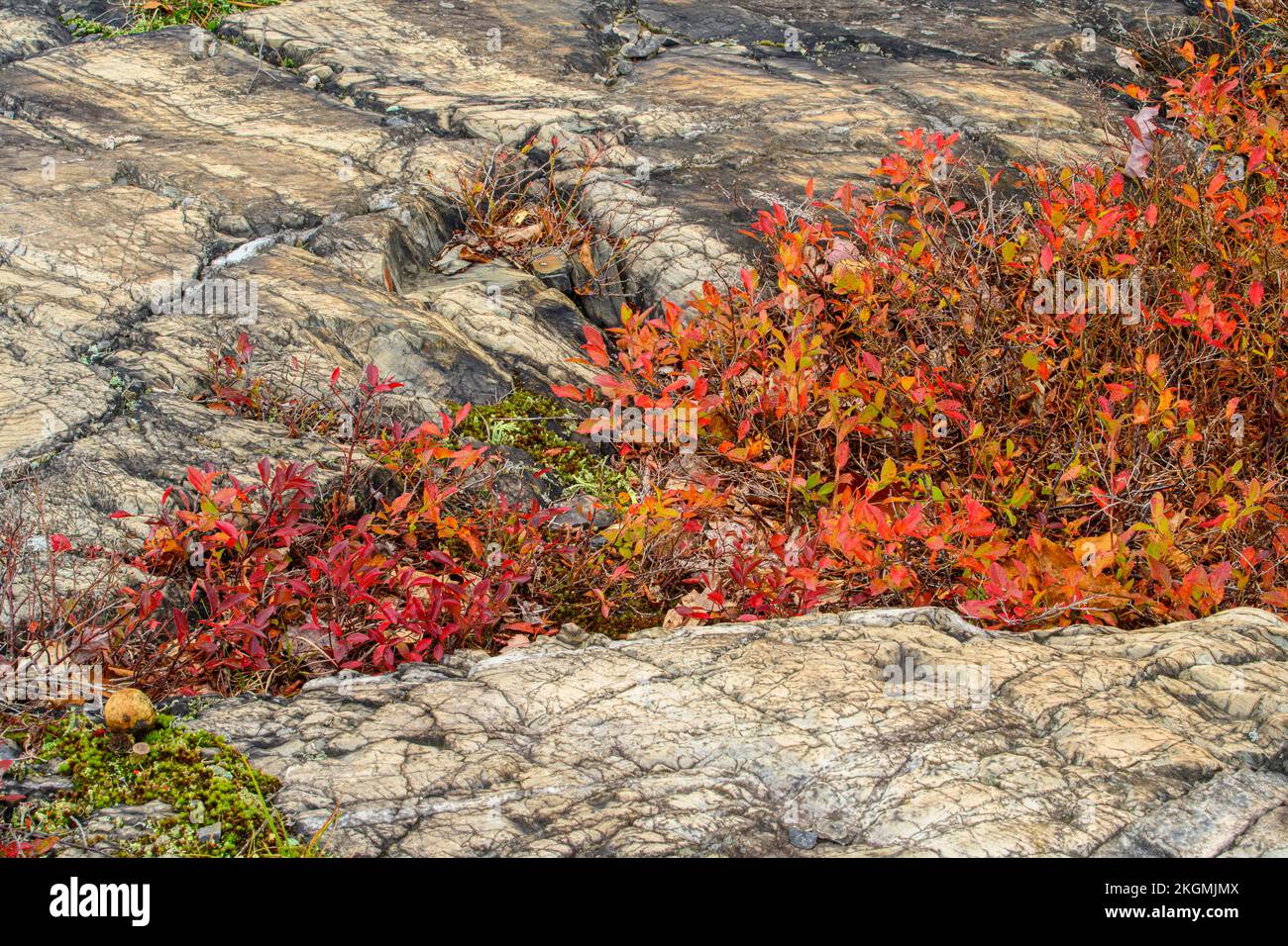 North american species of blueberry hi-res stock photography and images ...