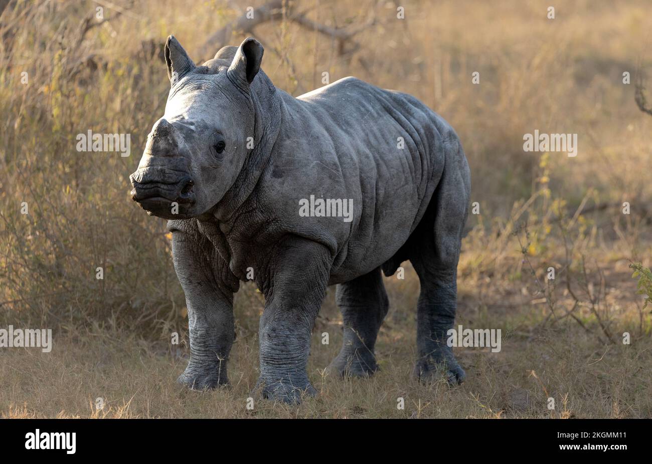 Rhino calf in savanna hi-res stock photography and images - Alamy