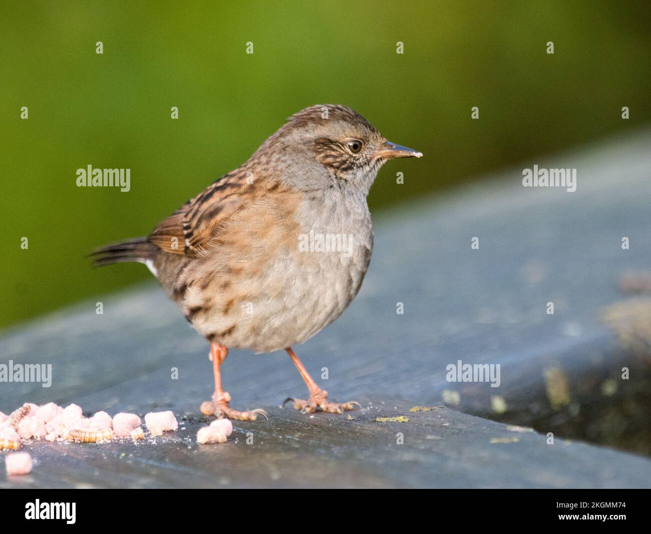 Dunnock (Prunella modularis Stock Photo - Alamy