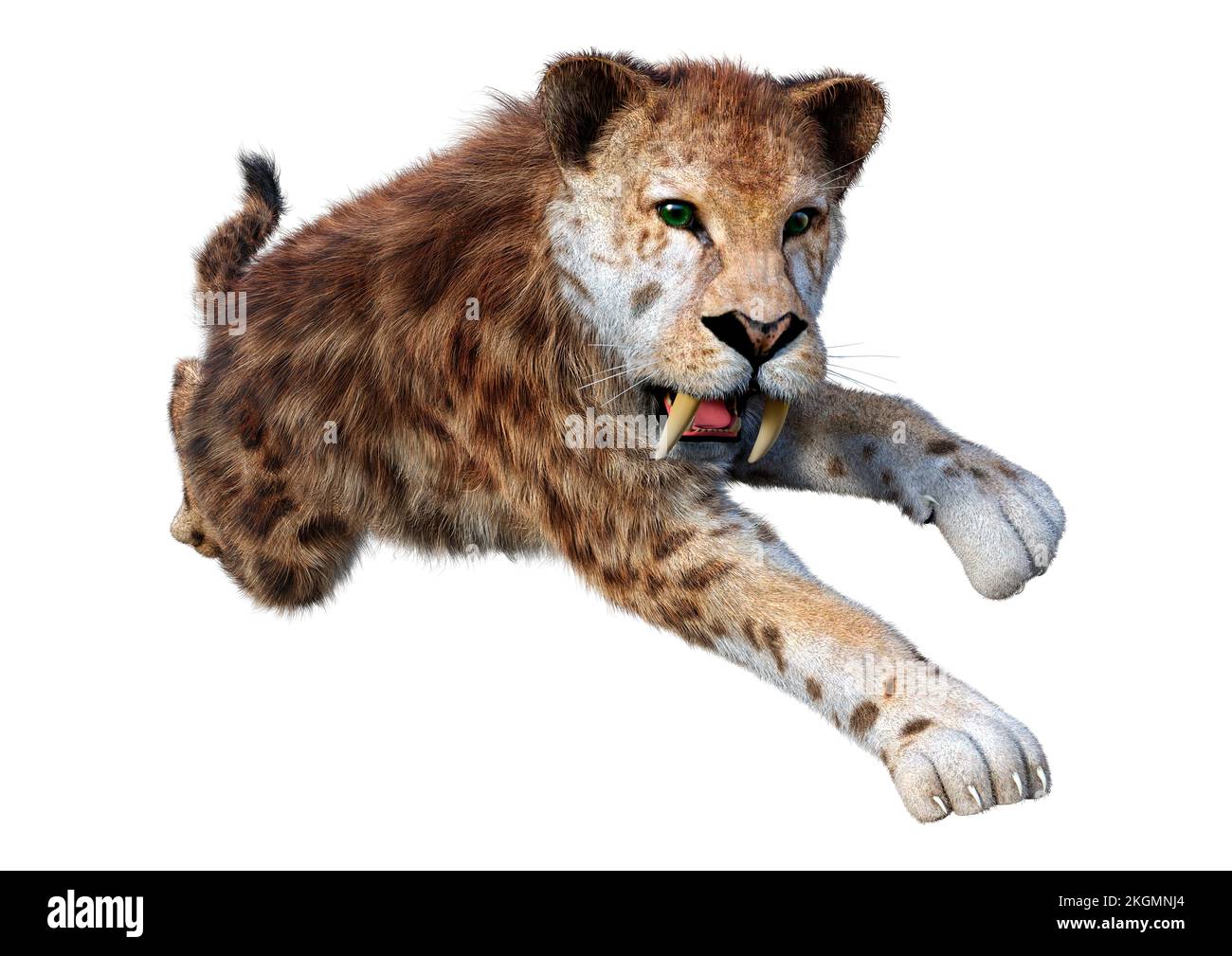 3D rendering of a sabertooth tiger isolated on white background Stock ...